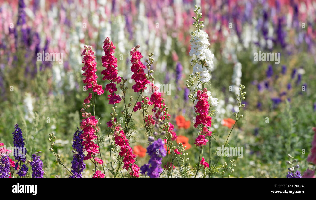 Field of colourful delphinium flowers planted in rows of colour, in a ...