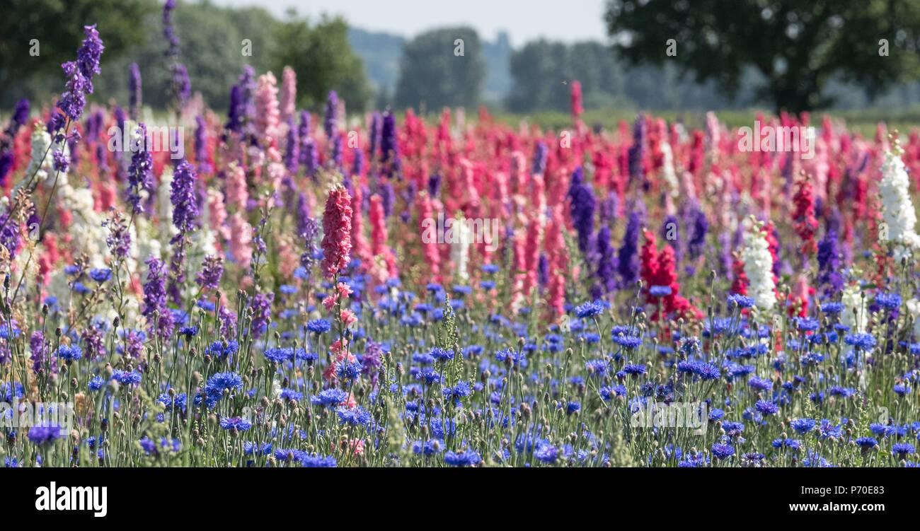 Panorama of field of colourful delphinium flowers planted in rows of ...