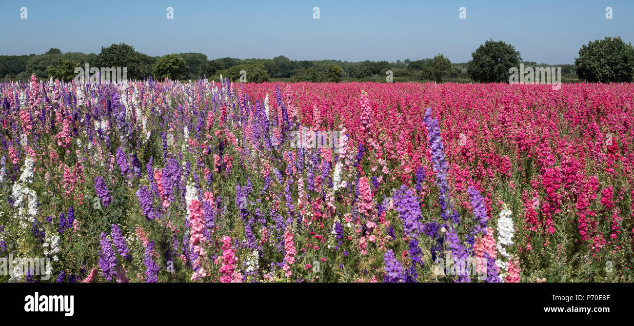 Panorama of field of colourful delphinium flowers planted in rows of ...