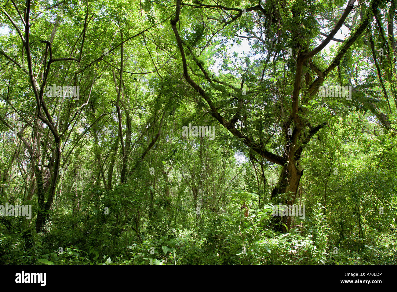 Sounds of the caribbean hi-res stock photography and images - Alamy
