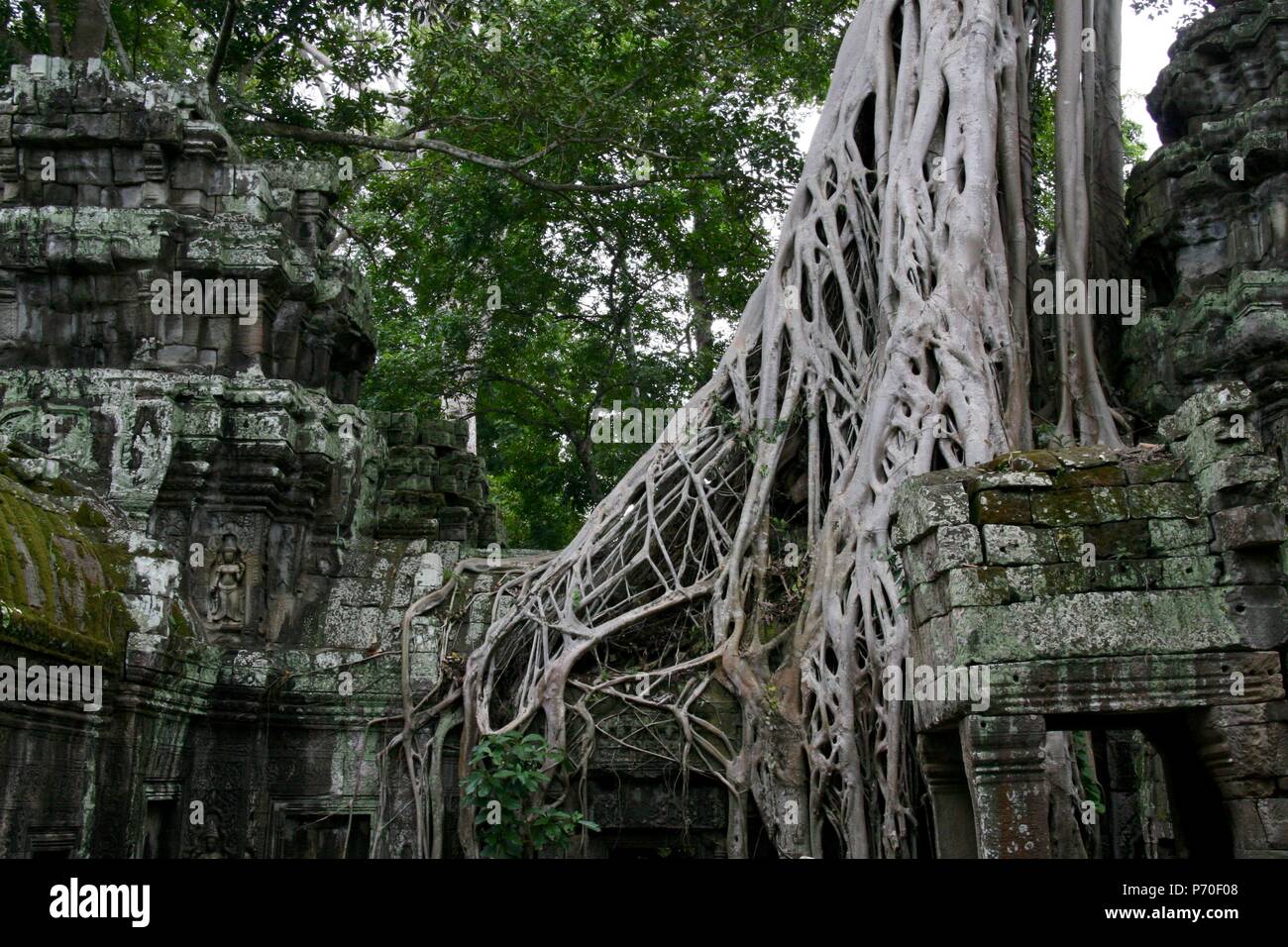 Huge tree growing on top of a temple wall at Ta Prohm aka Tomb Raider ...
