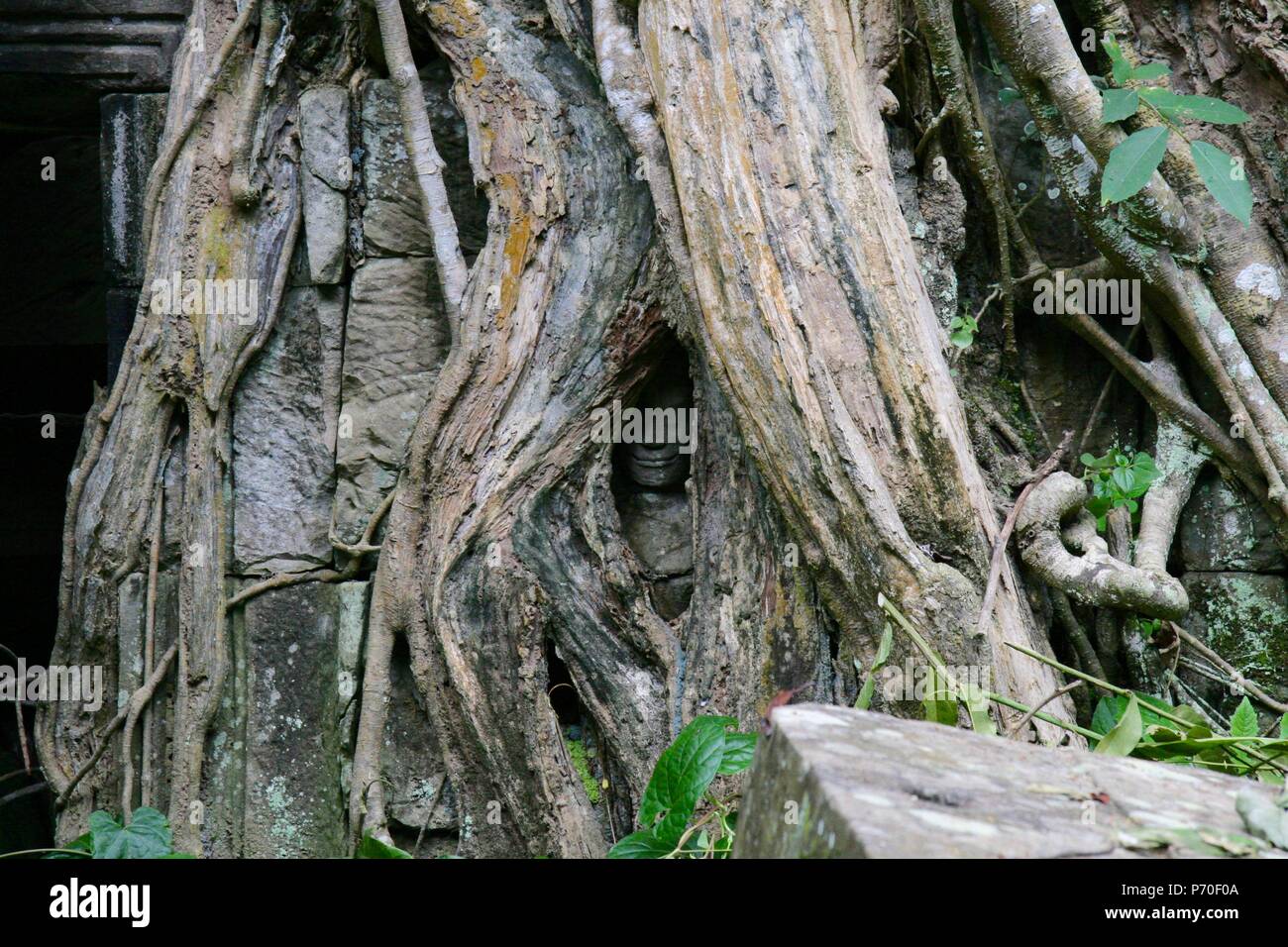 Buddha face hidden in tree roots at Ta Prhom Temple, Siem Reap ...