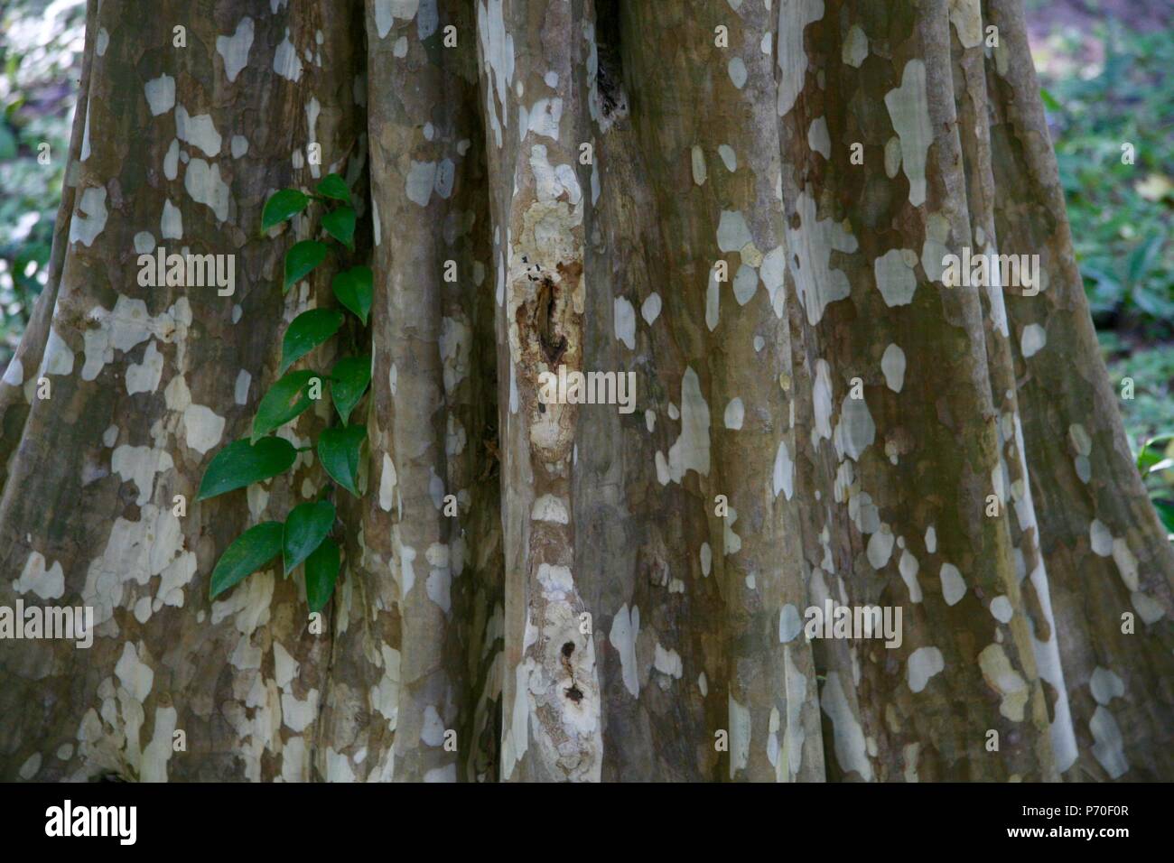 Jungle Tree Bark Why Are These Trees Losing Bark? : R/arborists