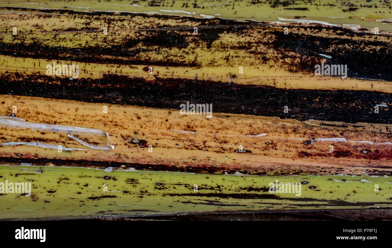 Black, yellow and green stripped pattern banana tree bark in nature ...