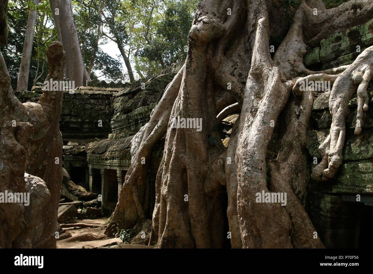 Ta Prohm Temple aka tomb raider temple in Cambodia Stock Photo - Alamy