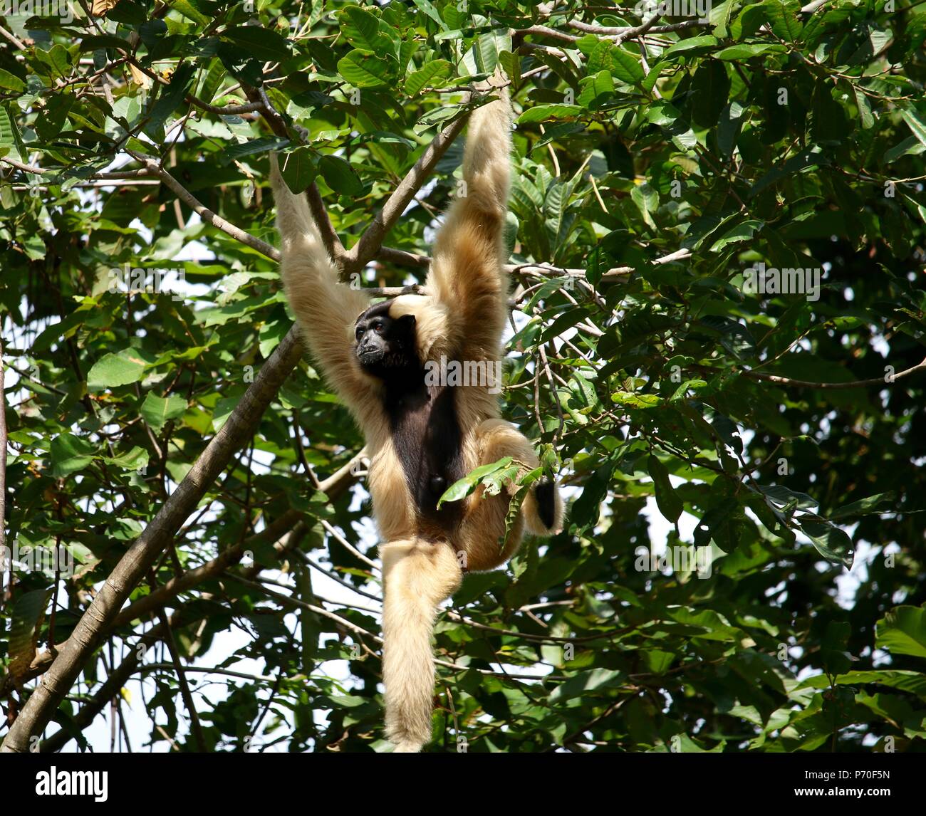 Gibbon monkey hi-res stock photography and images - Alamy