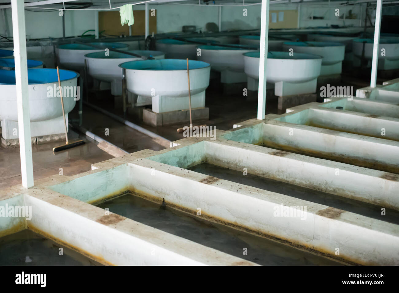 Fish tanks and incubators for breeding sturgeons on commercial fish ...