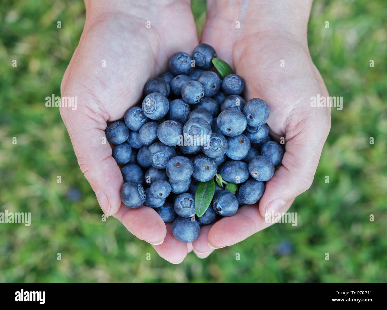 Womans hand blueberries hi-res stock photography and images - Alamy