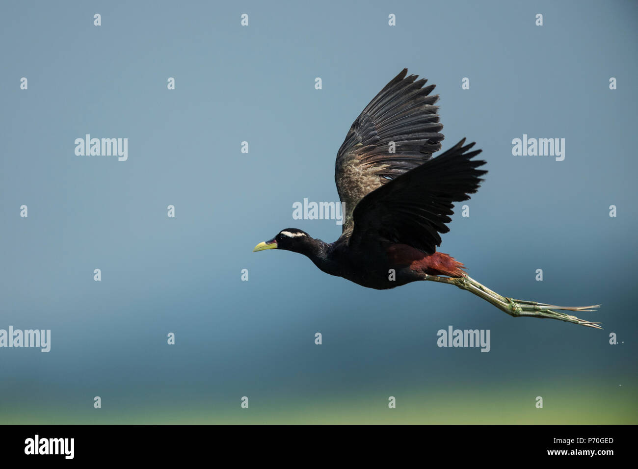 The image of Bronze-winged jacana (Metopidius indicus) at Manglajodi ...