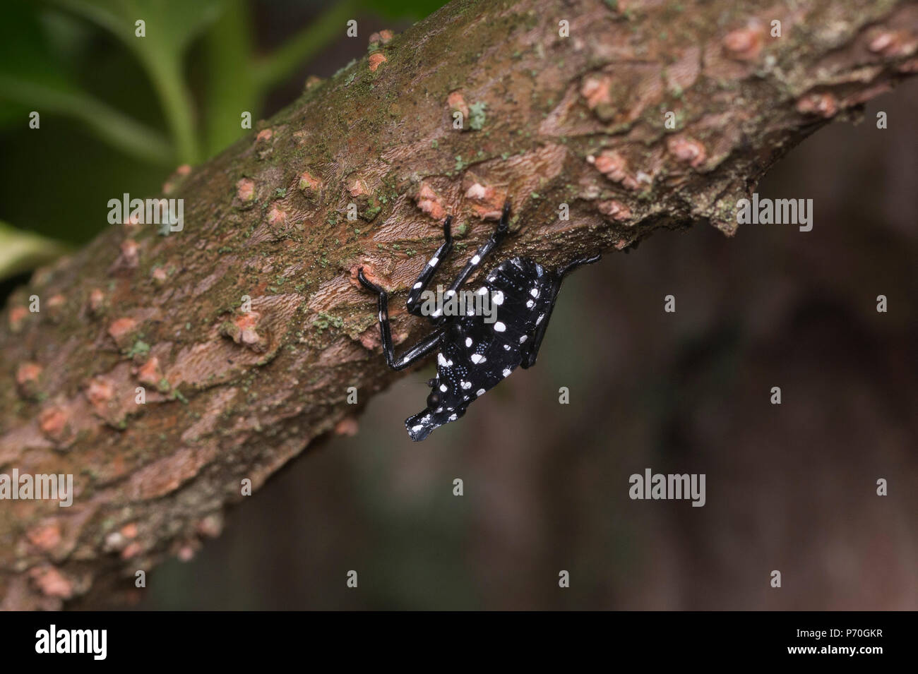Pennsylvania invasive insects hi-res stock photography and images - Alamy