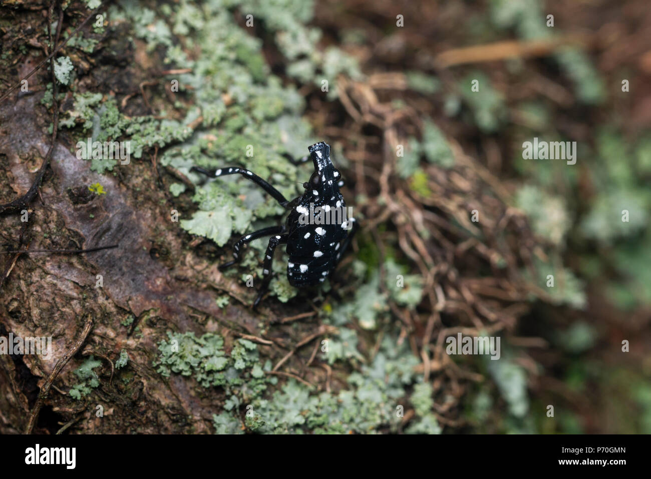 Pennsylvania invasive insects hi-res stock photography and images - Alamy