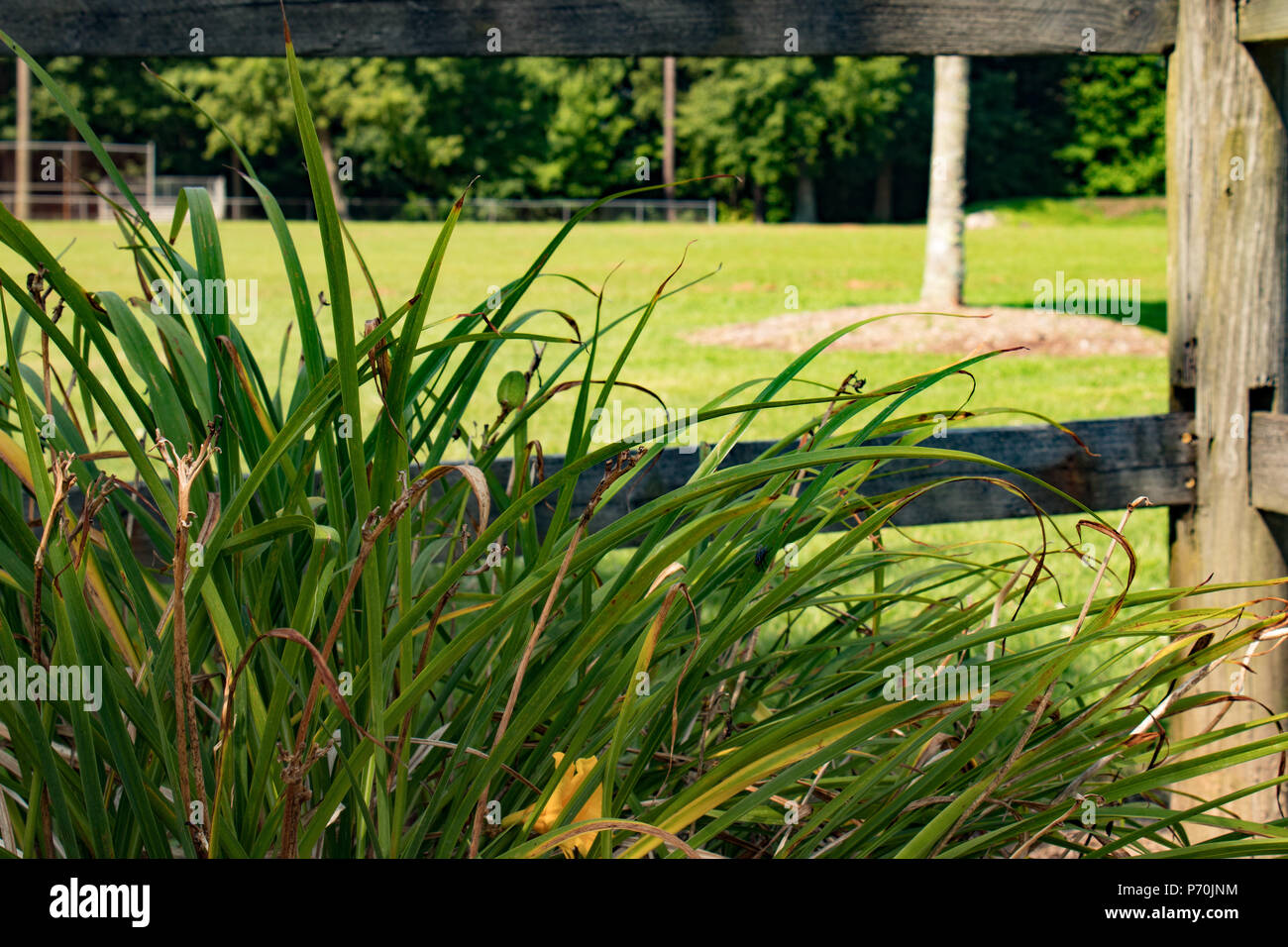 Bush beside fence Stock Photo - Alamy