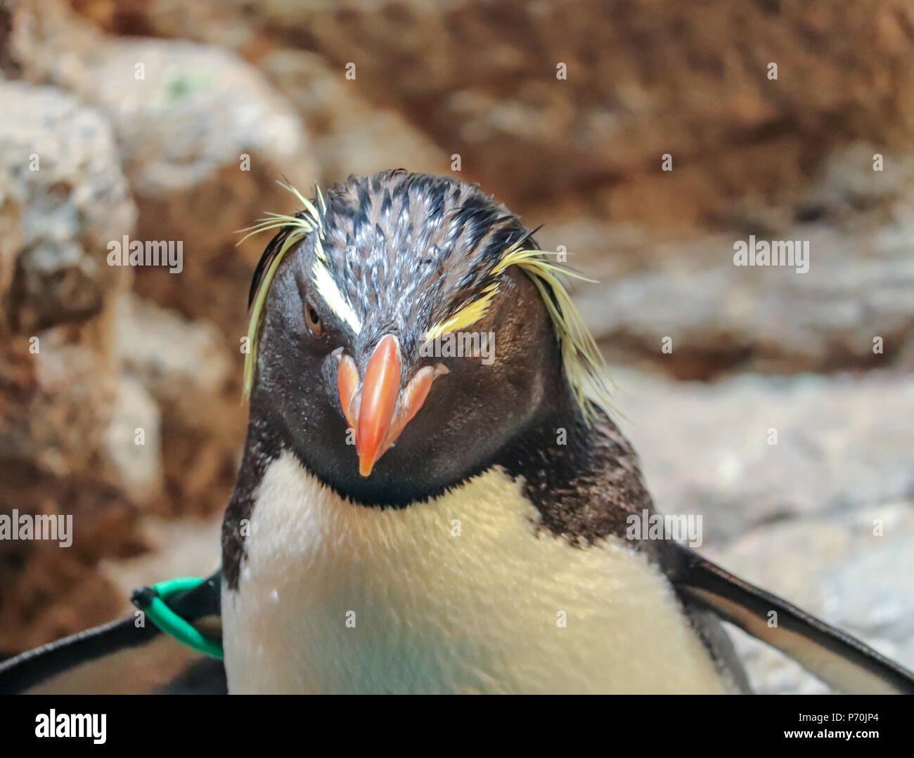 Flying penguin hi-res stock photography and images - Alamy