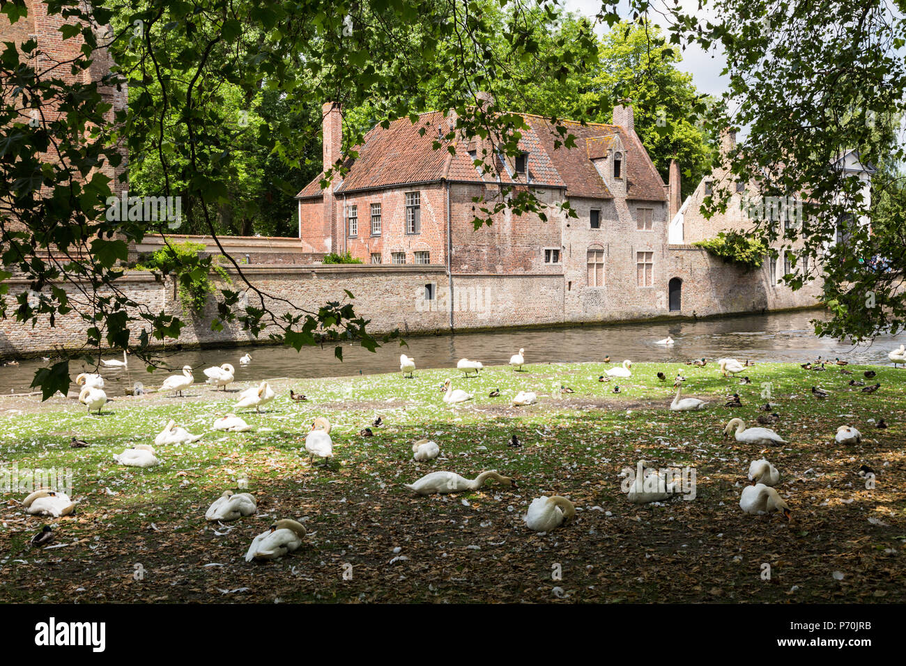 Ducks and geese on a lawn, Bruges, Belgium Stock Photo - Alamy