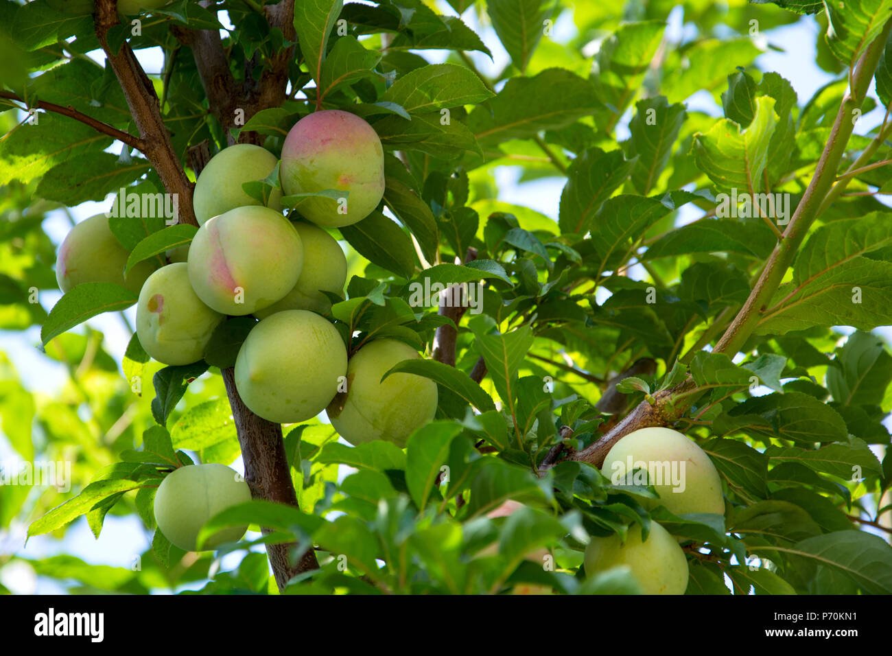 Victoria plums on the branch of tree Stock Photo - Alamy