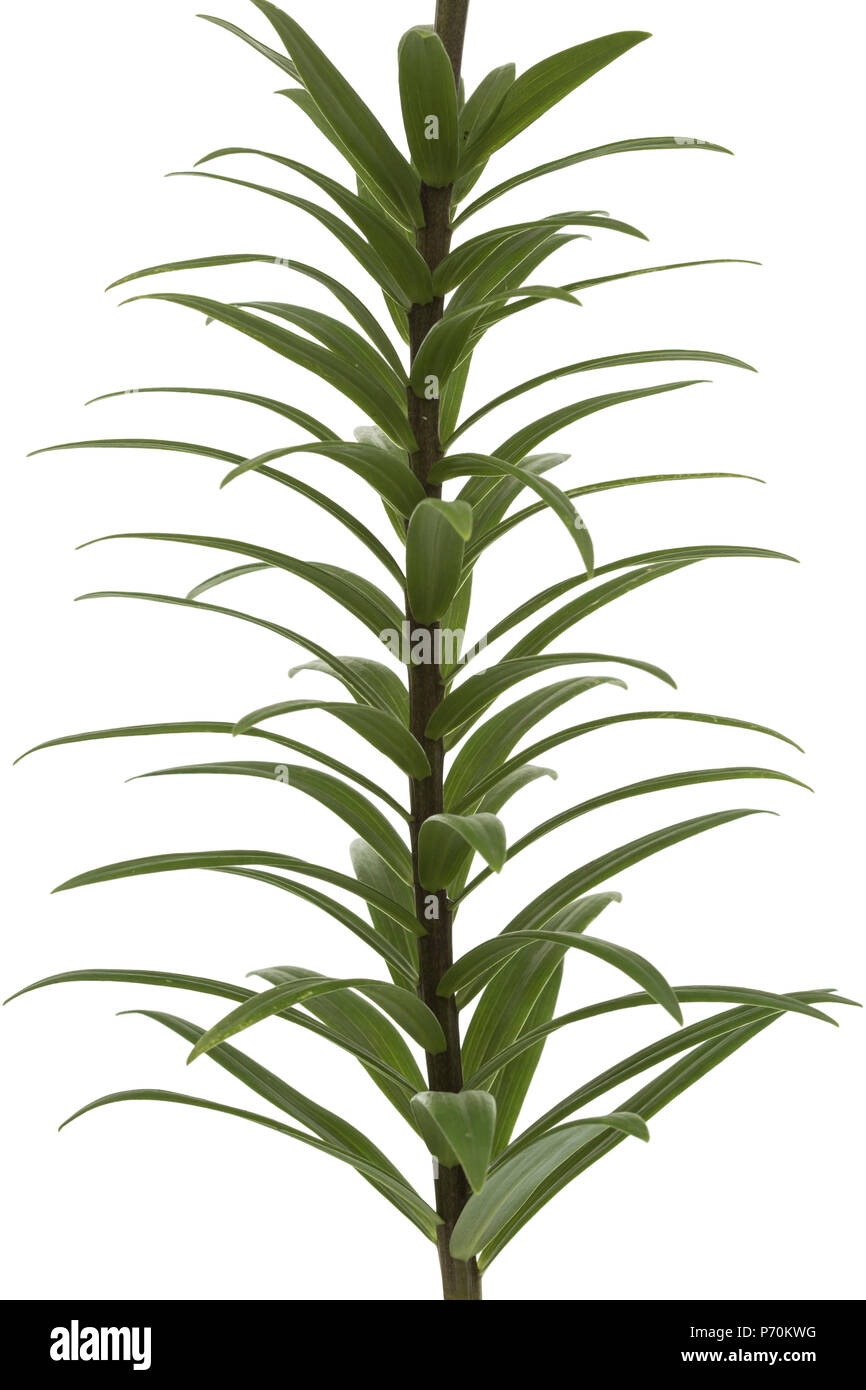 Leaves the stalk hi-res stock photography and images - Alamy