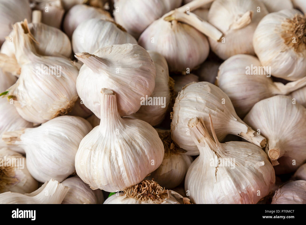 Bunches of freshly harvested garlic at an open air farmers market Stock ...