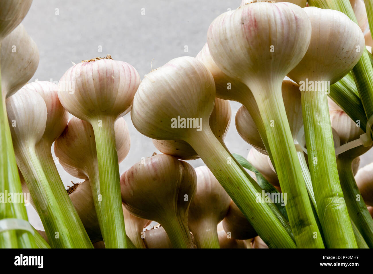 Bunches of freshly harvested garlic at an open air farmers market Stock ...
