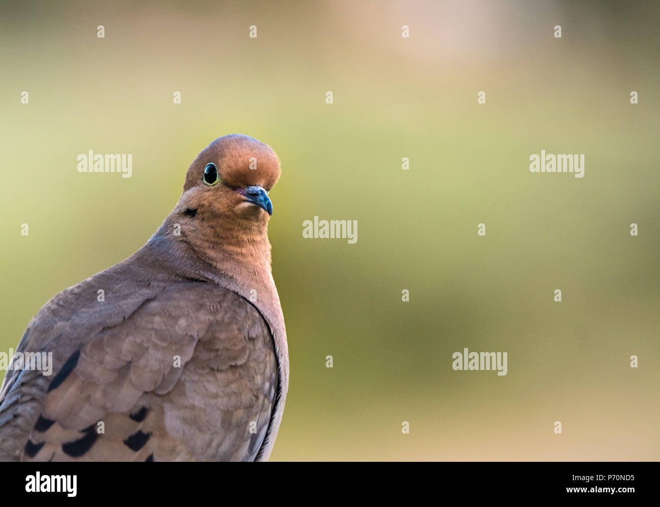 Dove with green background hi-res stock photography and images - Alamy