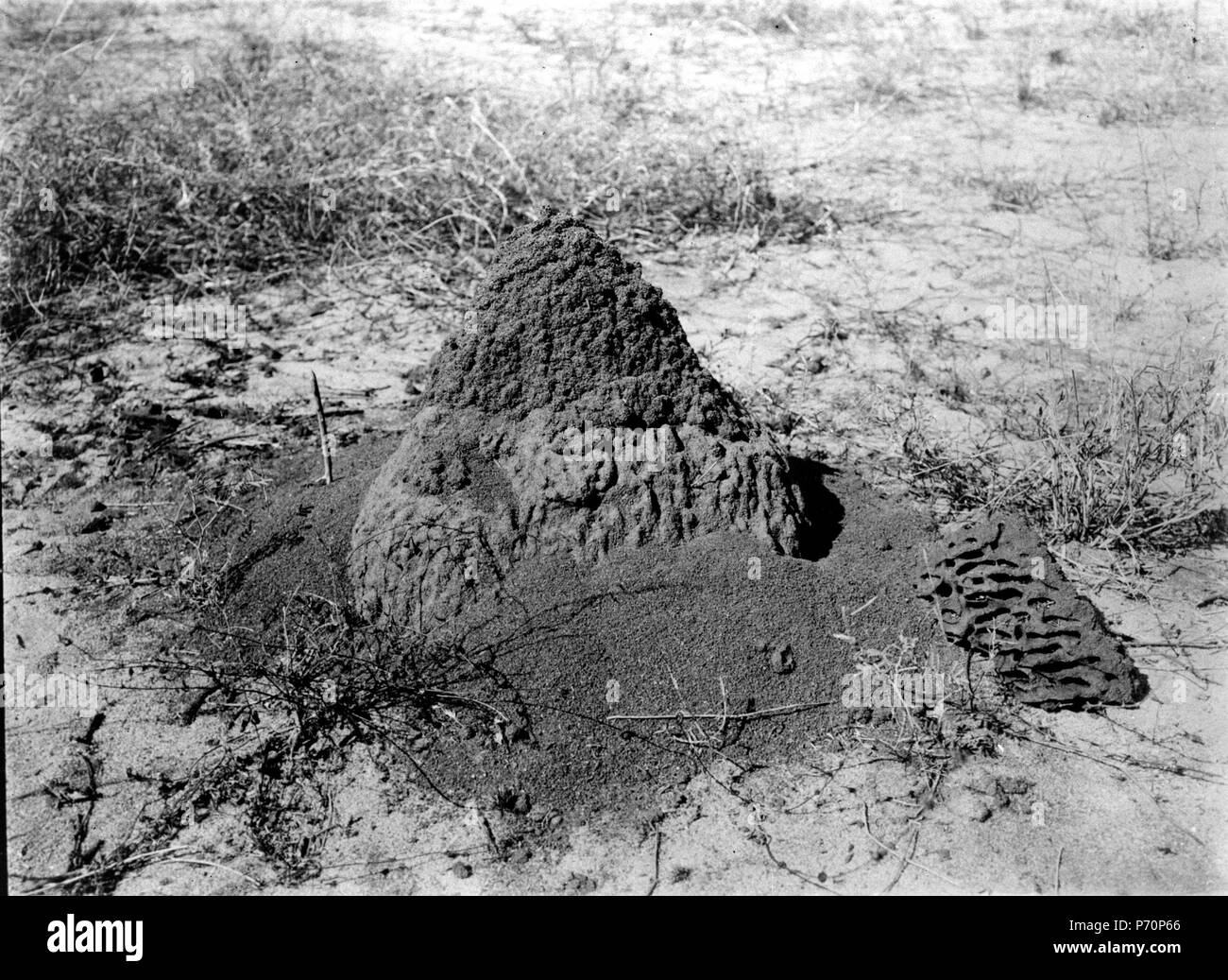 53 Text, Neg. 13729 Kaudern. Obestämt motiv (ill ) Bild 21731 ...