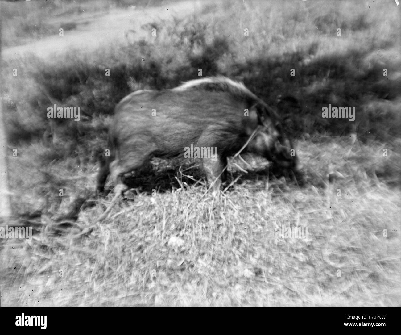 Suddigt hi-res stock photography and images - Alamy