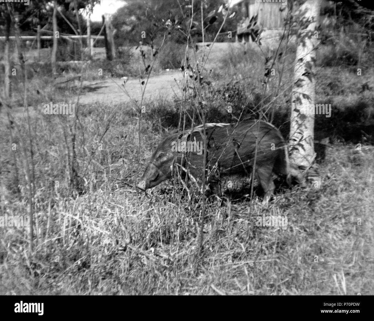 Buskage hi-res stock photography and images - Alamy