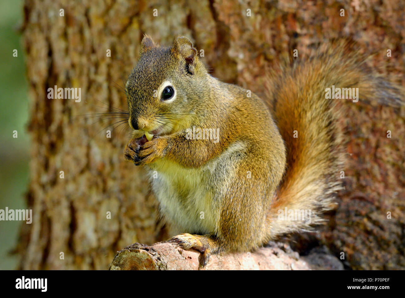 Seed eating animals hi-res stock photography and images - Alamy