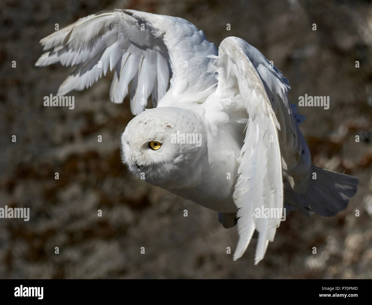 Snowy owl in flight with rocks in the background Stock Photo - Alamy