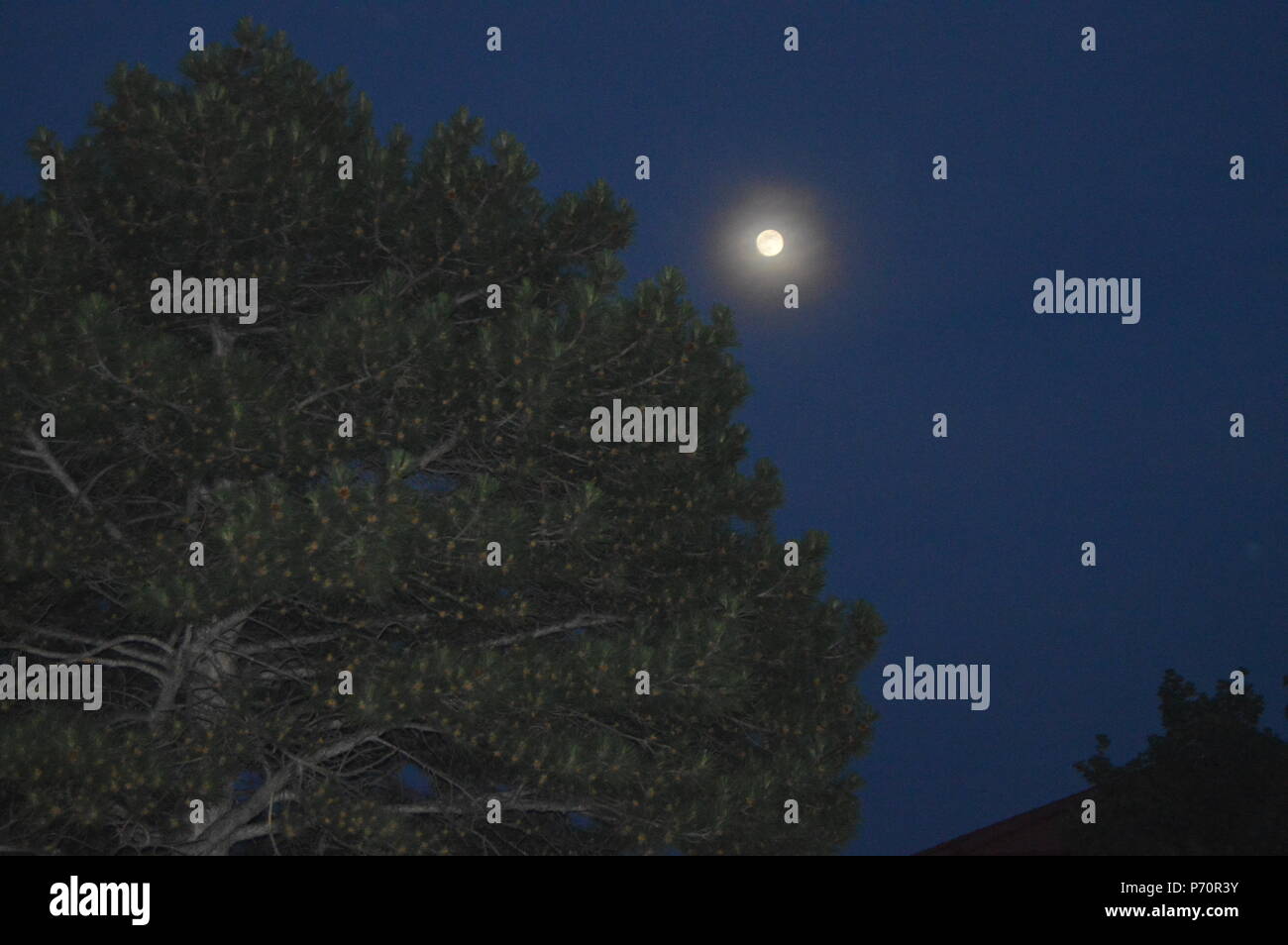 The moon in the night sky shines over the tree pine with cones Stock ...
