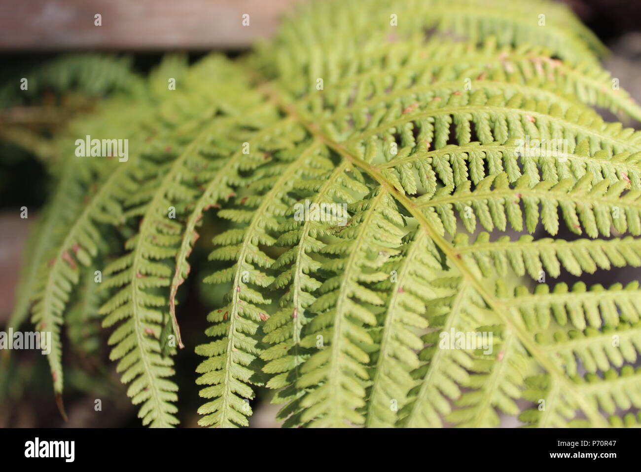 Fern plant garden hi-res stock photography and images - Alamy
