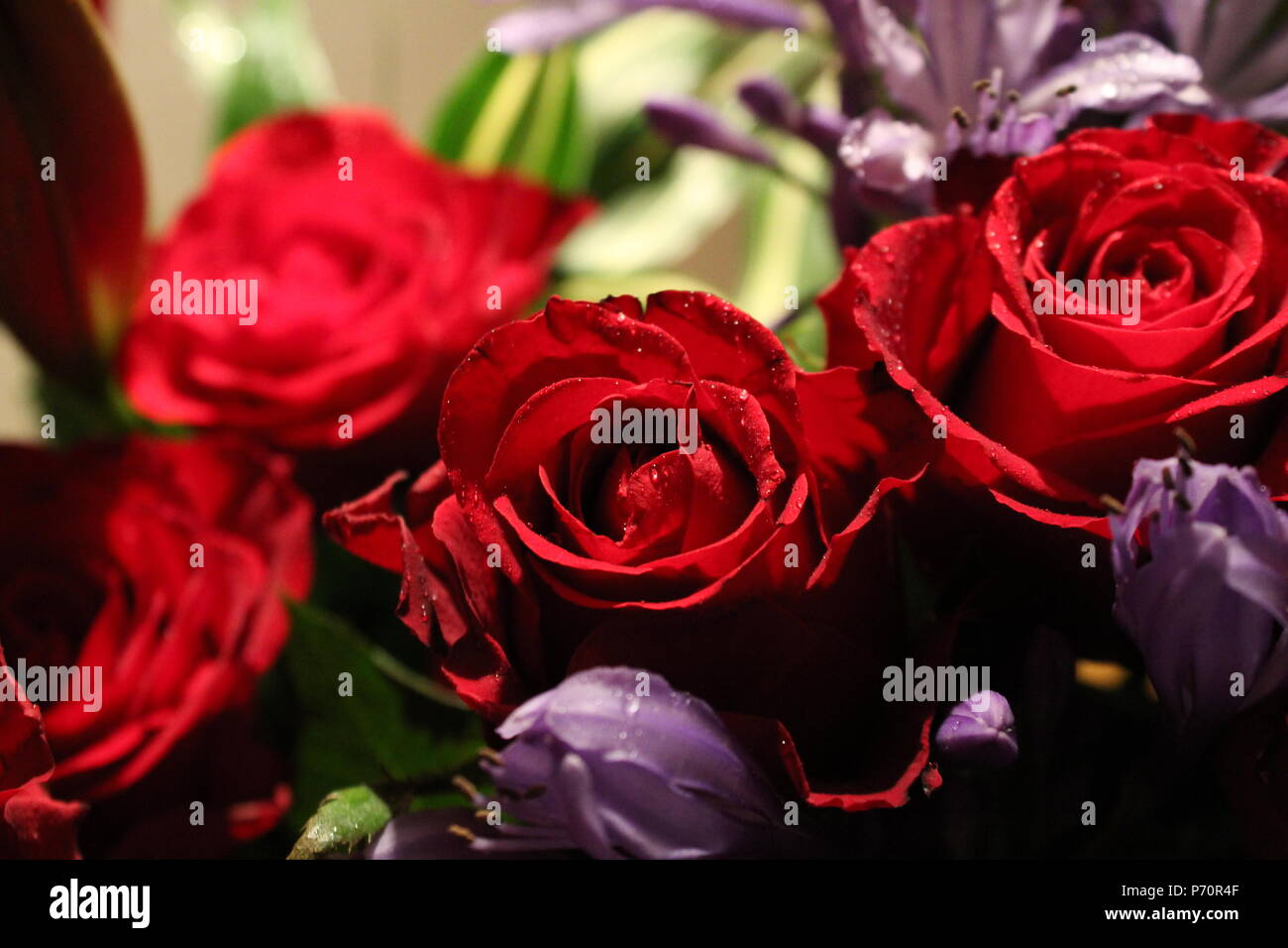 Red roses at green gardens hi-res stock photography and images - Alamy