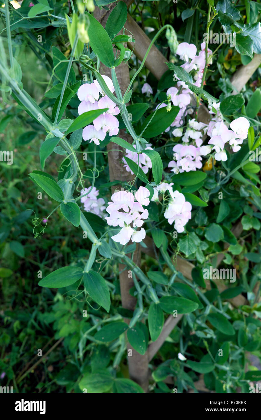 Pale pink sweet peas Stock Photo - Alamy