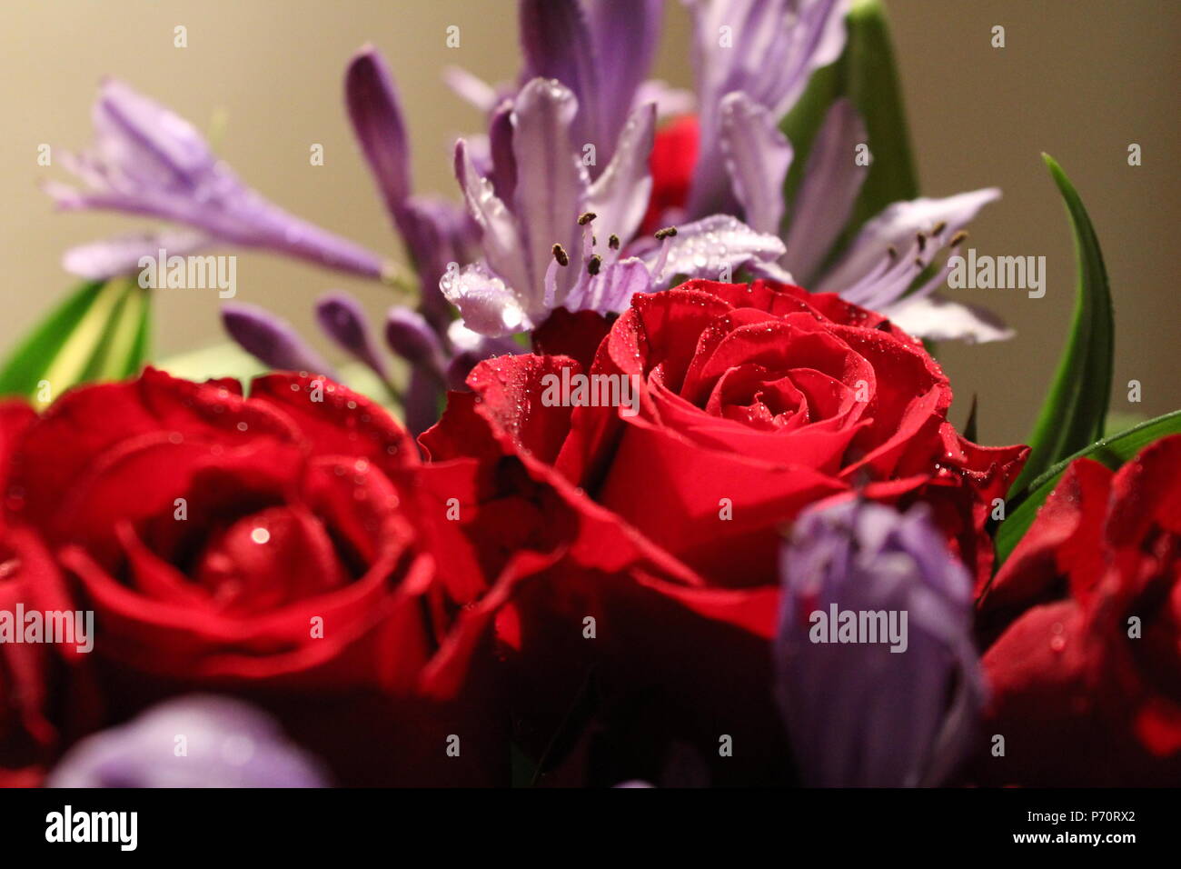 Plant of roses hi-res stock photography and images - Alamy