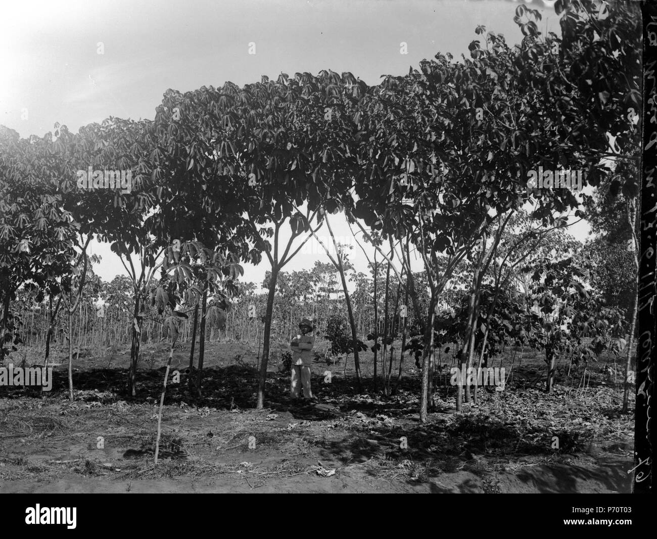 51 Sluszanskis Ceara-plantage. S.-te Marie de Marovoay. Madagaskar ...