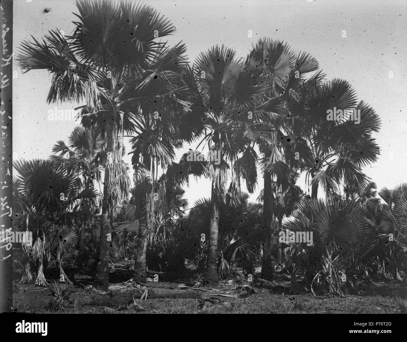 50 Salta palmsvegetation på väg till S-te Marie. S-te Marie de Marovoay ...