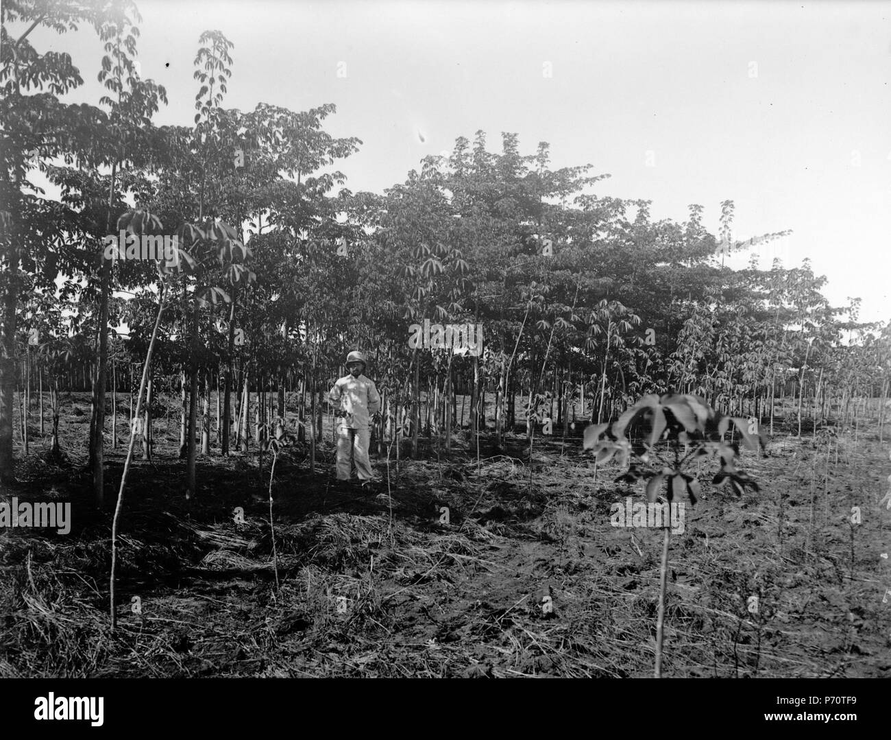 35 Kapok i Sluszanskis plantage. S-te Marie de Marovoay. Madagaskar ...