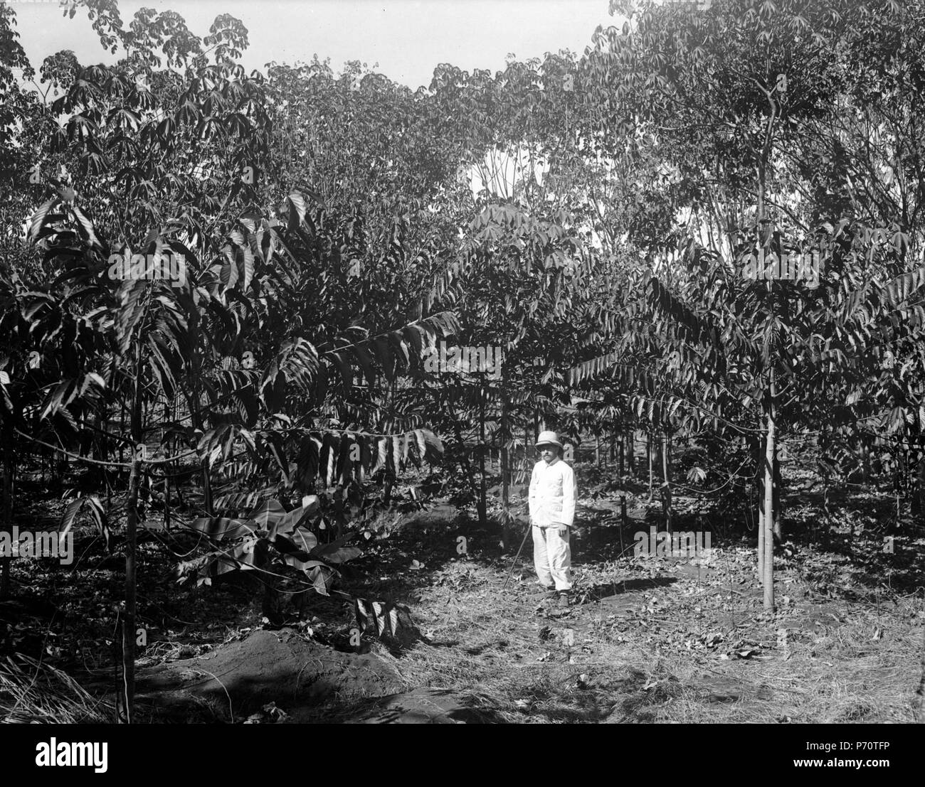 31 Ilang-Ilang. S-te Marie de Marovoay. Madagaskar - SMVK - 021953 ...