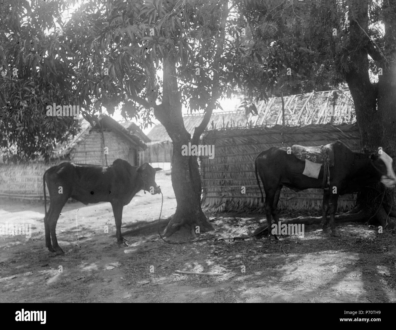 Oxar hi-res stock photography and images - Alamy