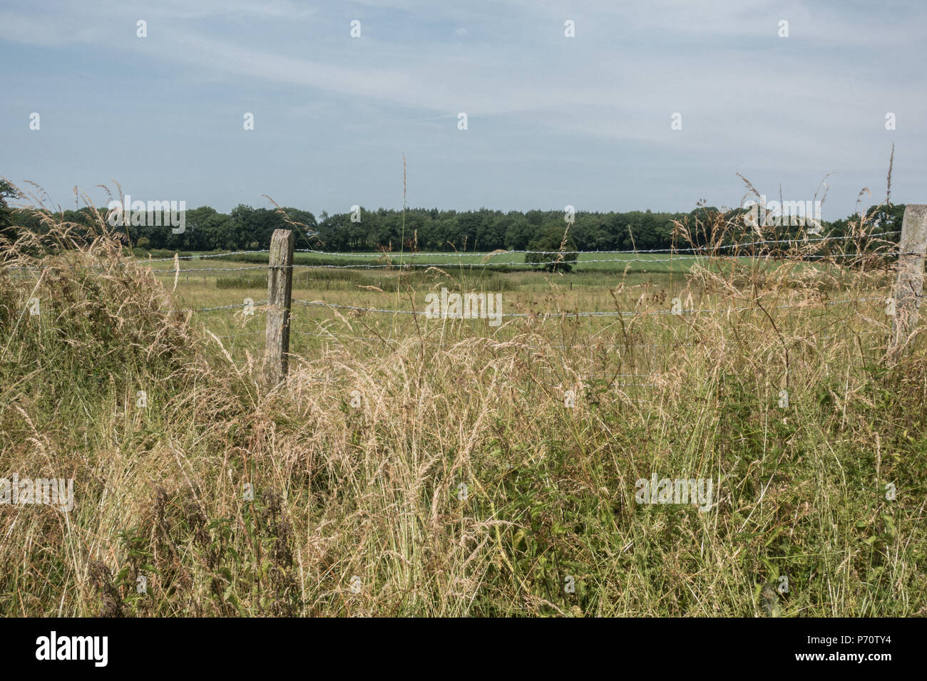 Dry arid grass fill fields in the Shropshire countryside, UK during the ...