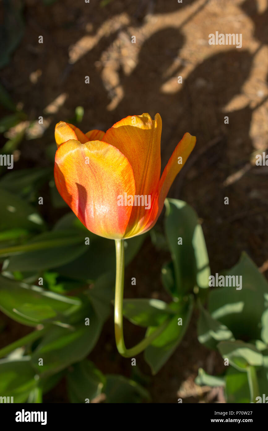 Blooming beautiful colorful natural flower in view Stock Photo - Alamy