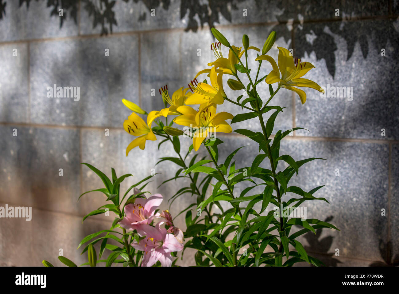 Yellow flowers seen at the Temple Stock Photo - Alamy