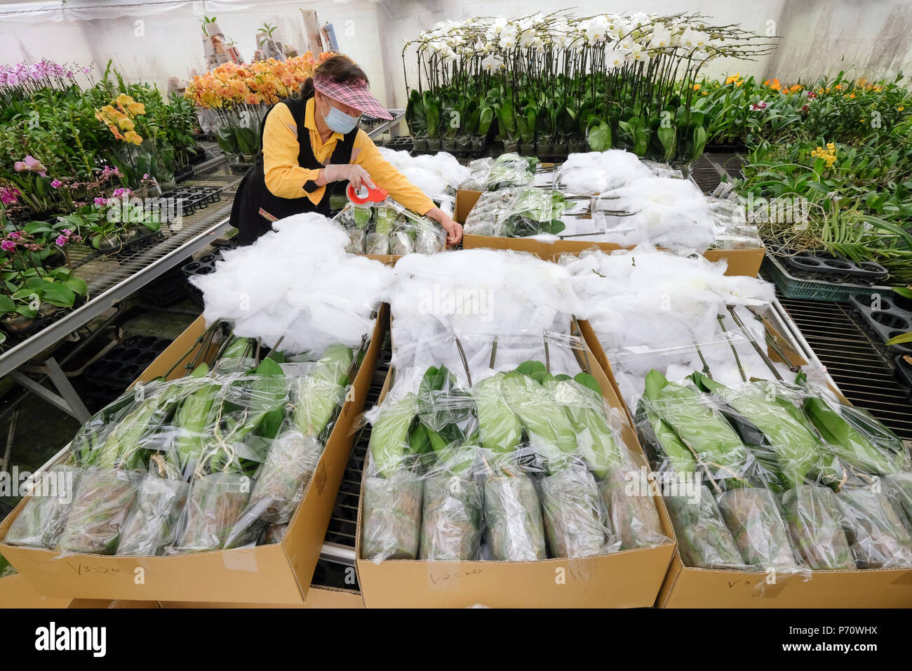 Orchid Farm in Wushu Village, Tainan City, Taiwan. The orchids are ...