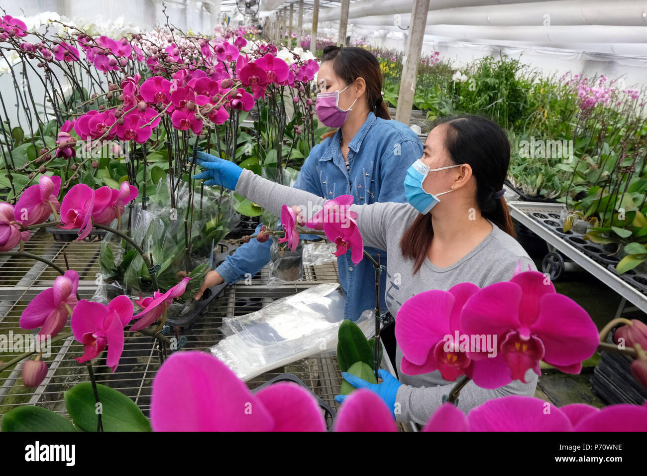 Orchid Farm in Wushu Village, Tainan City, Taiwan. The orchids are ...