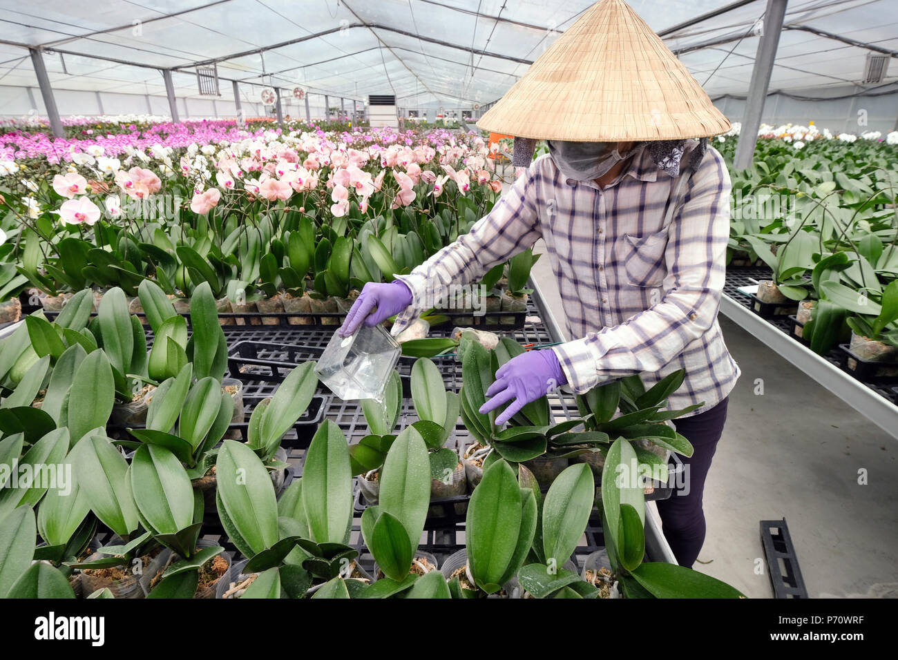 Orchid Farm in Wushu Village, Tainan City, Taiwan. The orchids are for ...