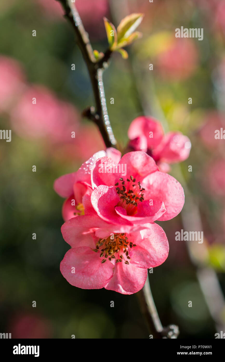 Tree bloom blossom beautiful flowers in spring season Stock Photo - Alamy