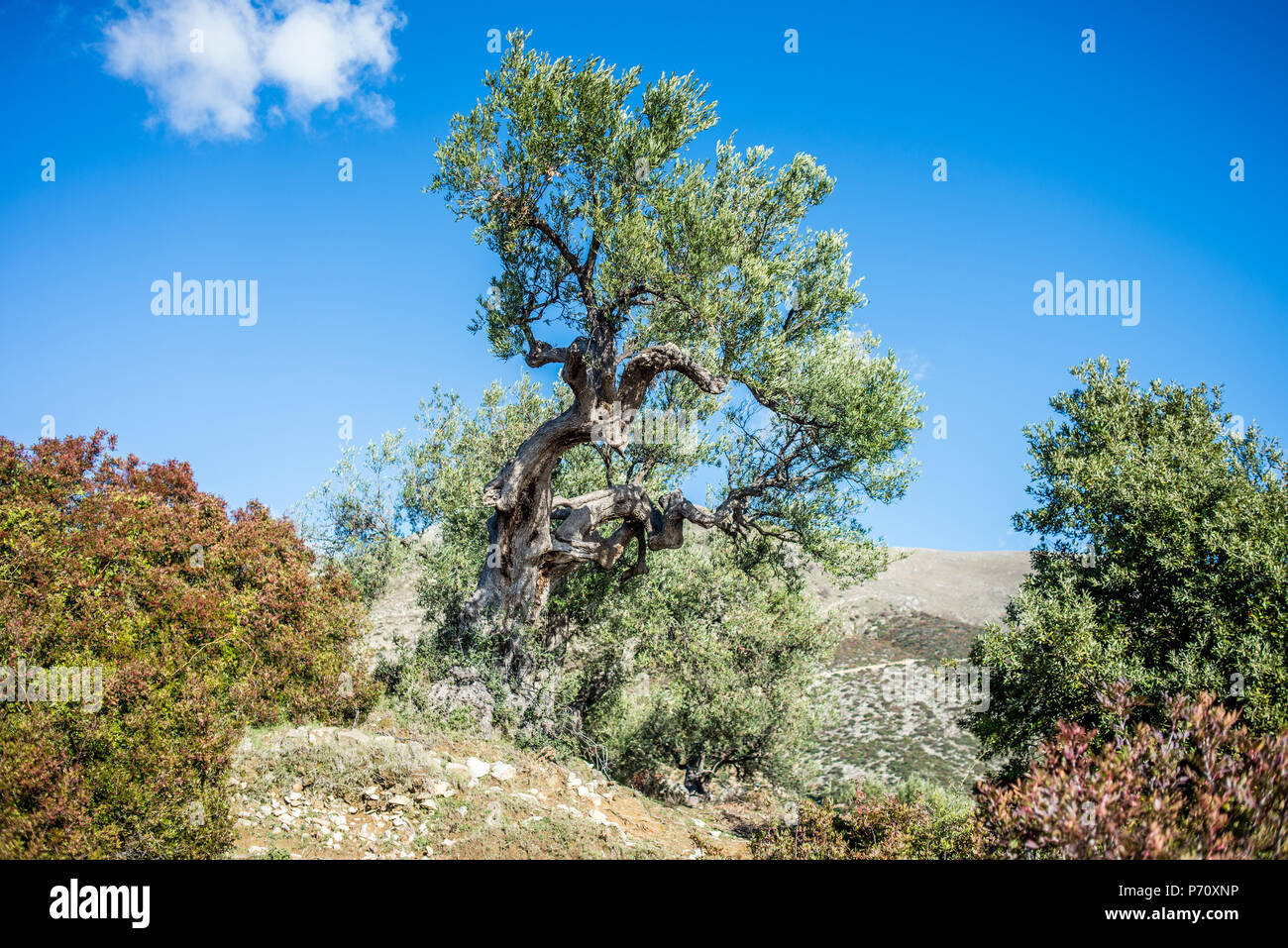 Piqeras village, Saranda district, Albania Stock Photo - Alamy