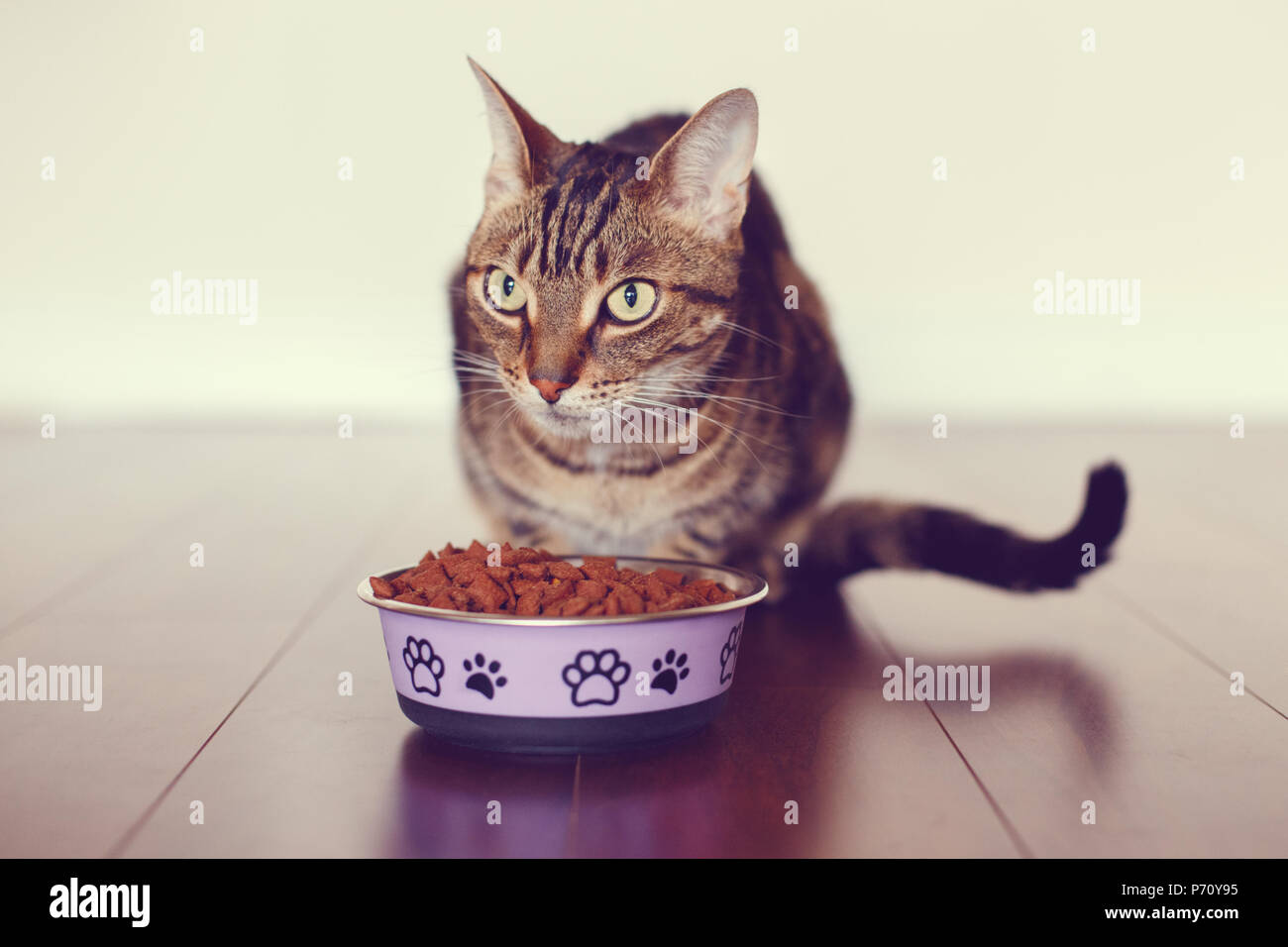 Tabby cat pet with green yellow eyes sitting on floor eating dry food ...