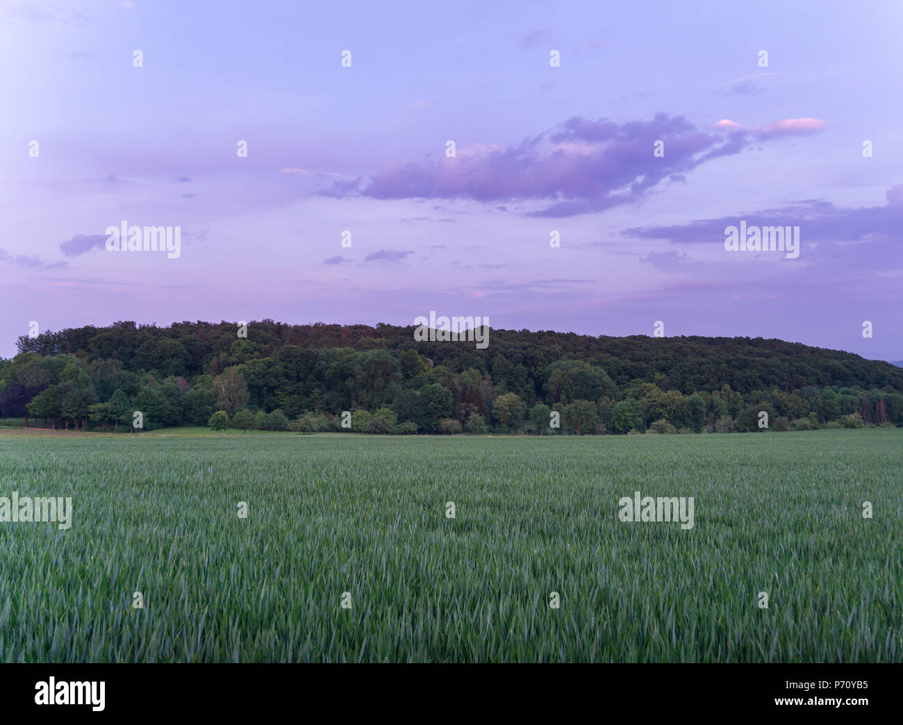 Forest behind green field hi-res stock photography and images - Alamy