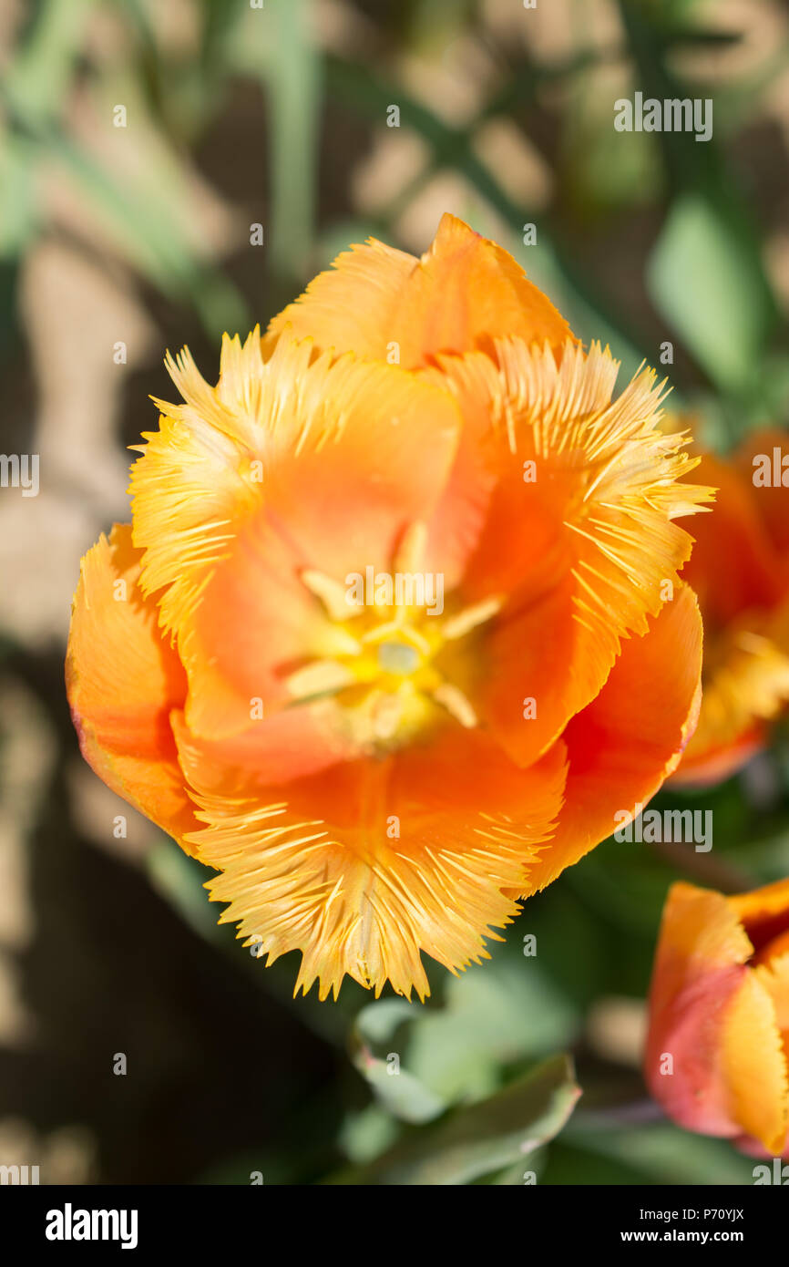 Colorful single tulip flower bloom in the spring garden Stock Photo - Alamy