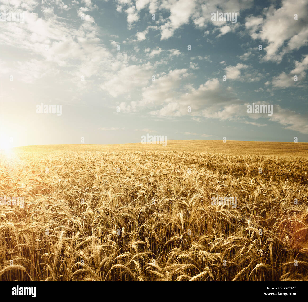 Empty crop field hi-res stock photography and images - Alamy